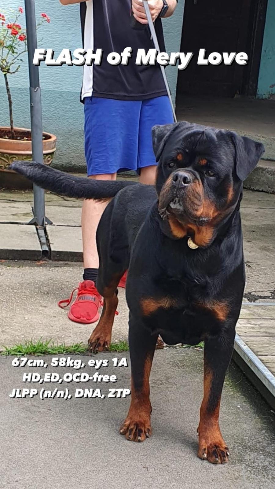 Aktuelle Würfe | Rottweiler vom Alpenland